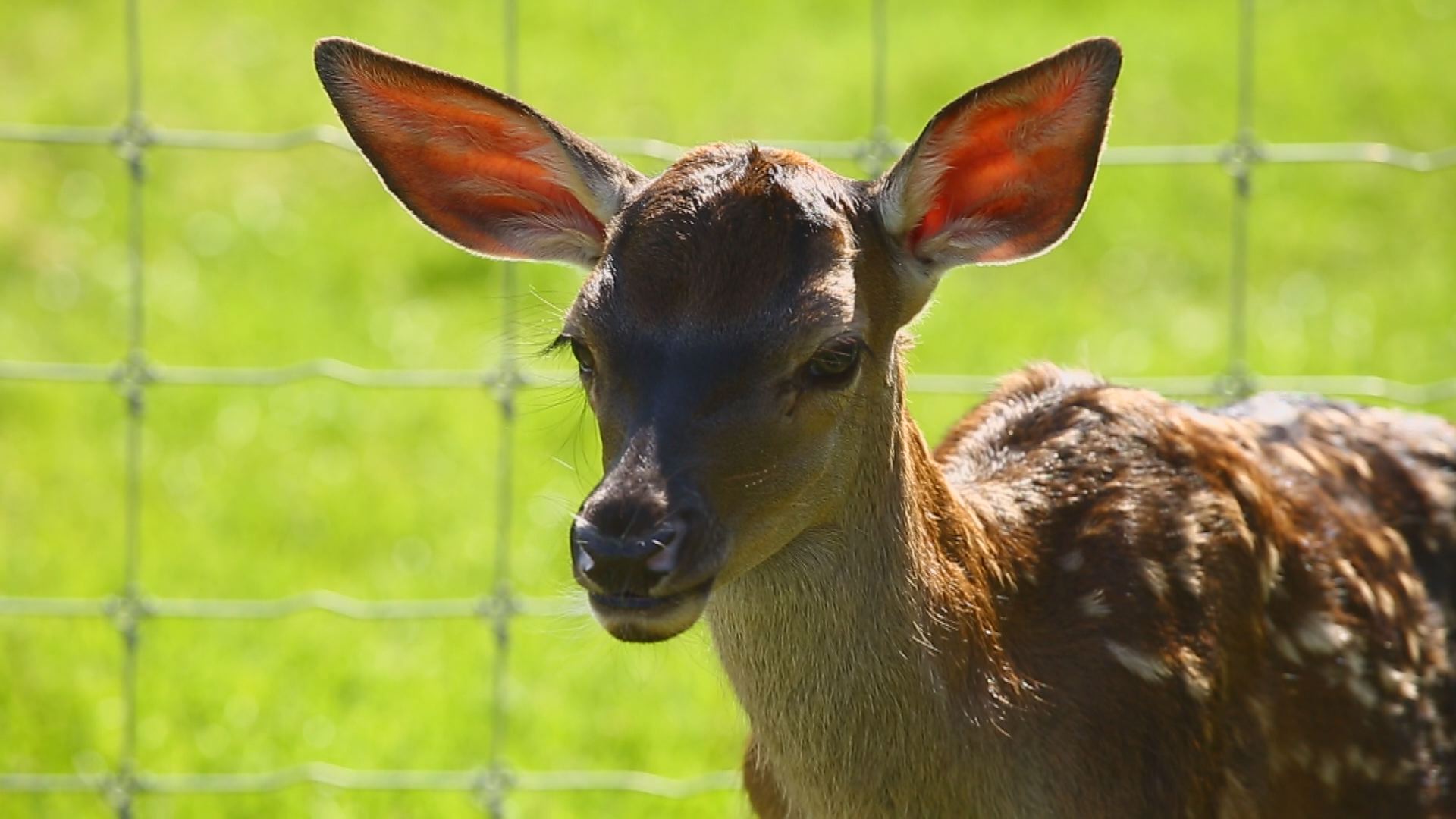 M5 TV – Erdei utakon – Reviczky Gáborral – Ajánló – 2023/21. adás – 2023.05.28. vasárnap 16:40 ...