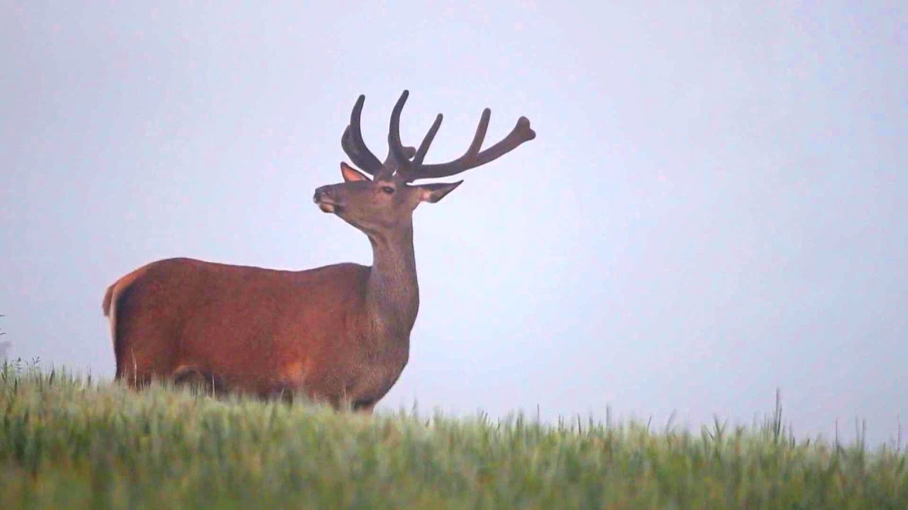 maxresdefault-18 - Hazai Vadász Hazai Erdész