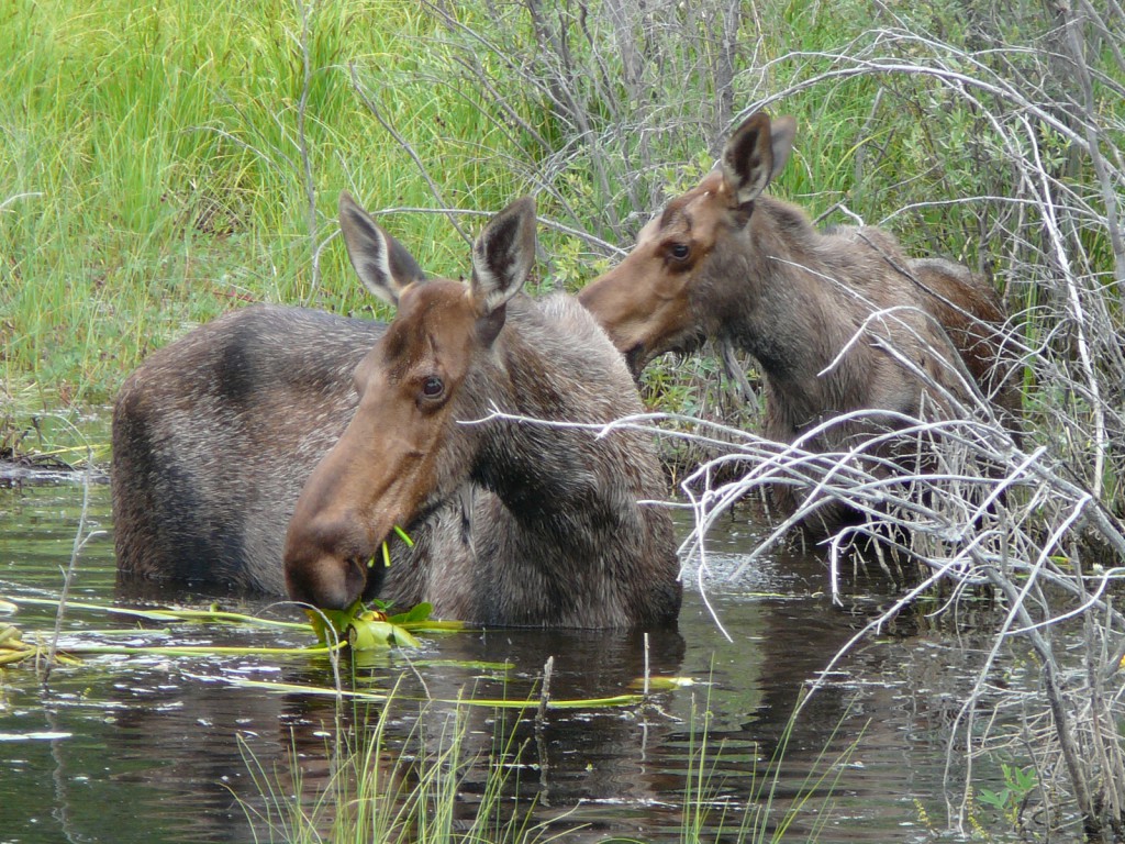 Az alaszkai jávorszarvas - Dineega - Hazai Vadász Hazai Erdész