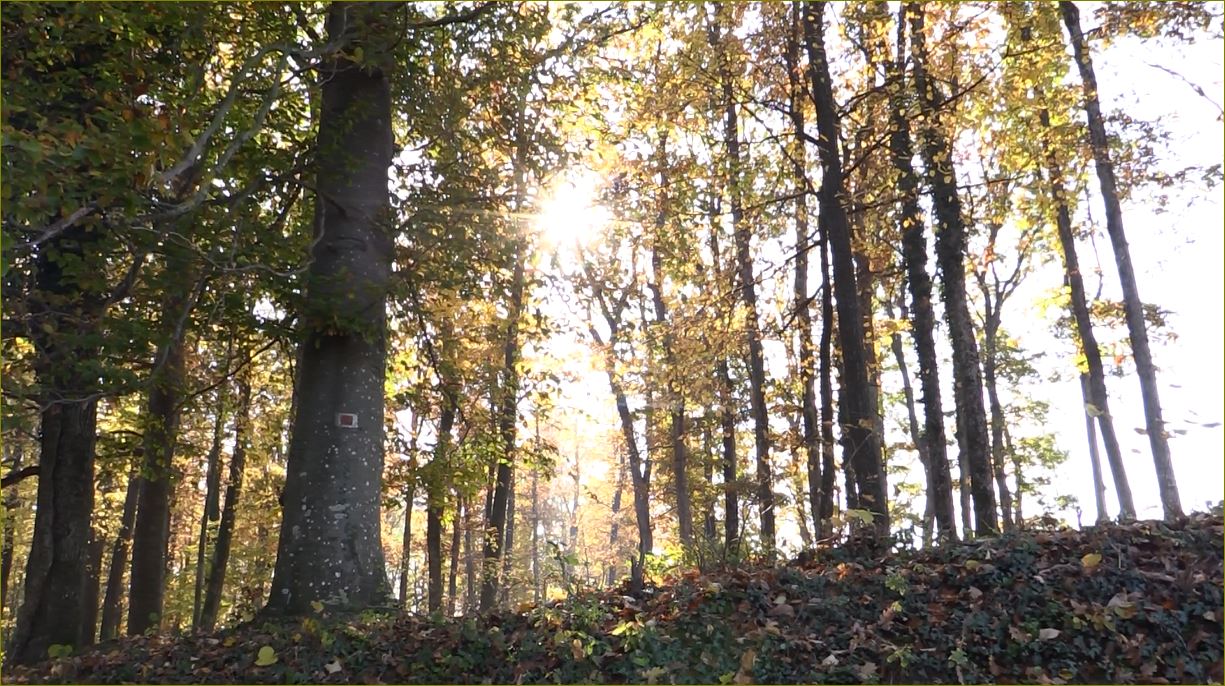 Erdővarázs Budapesten! - Hazai Vadász Hazai Erdész