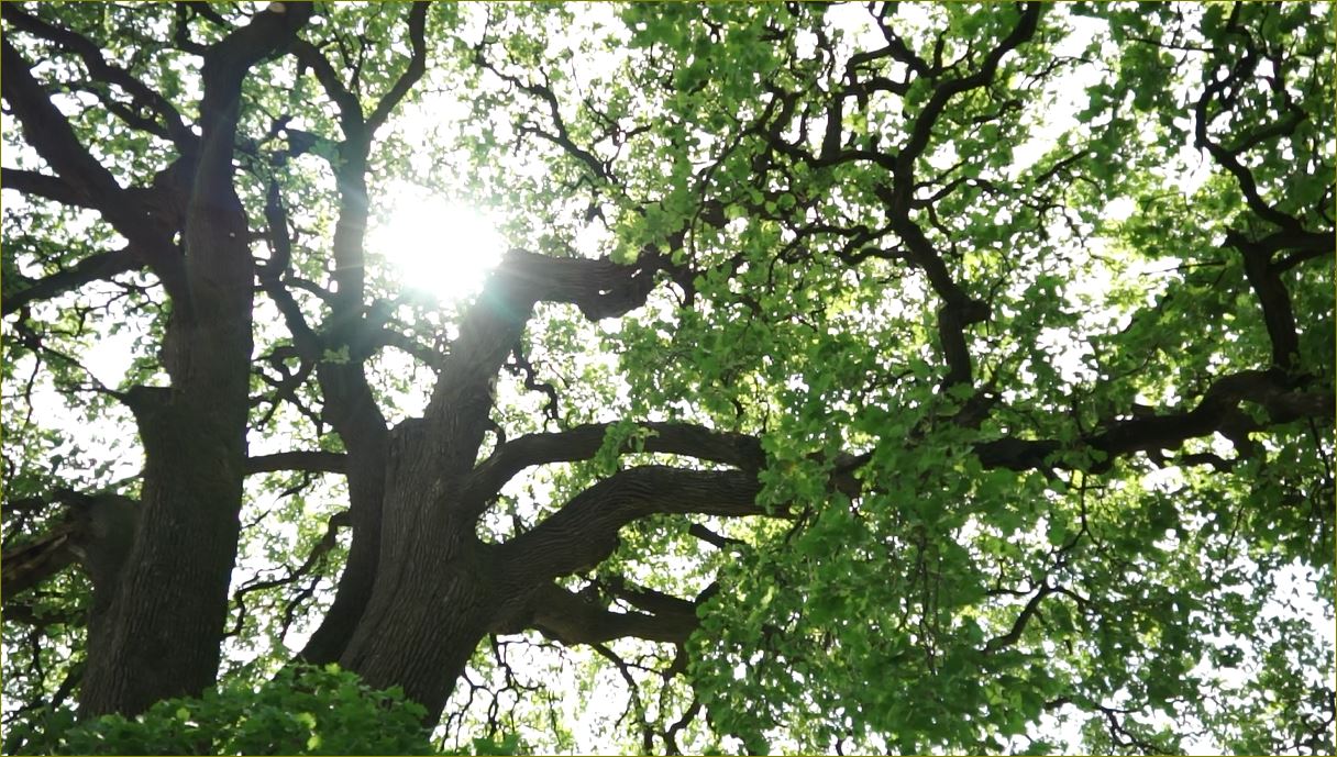 Egyeztetést tartottak az Erdészeti Szakmai Rendszerről - 2016.10.05 ...