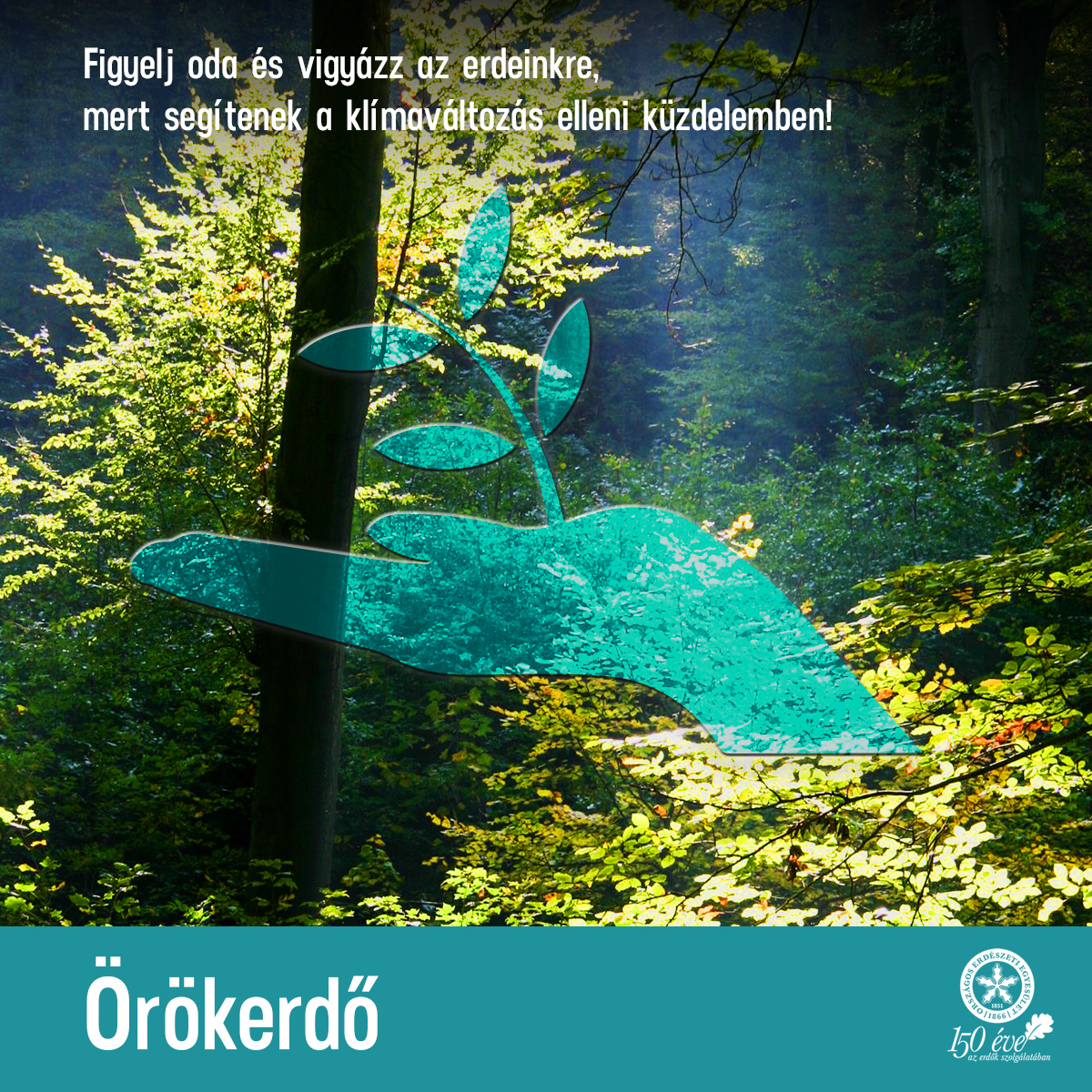 Az erdők szerepe a klímaváltozás hatásainak csökkentésében - Örökerdő ...