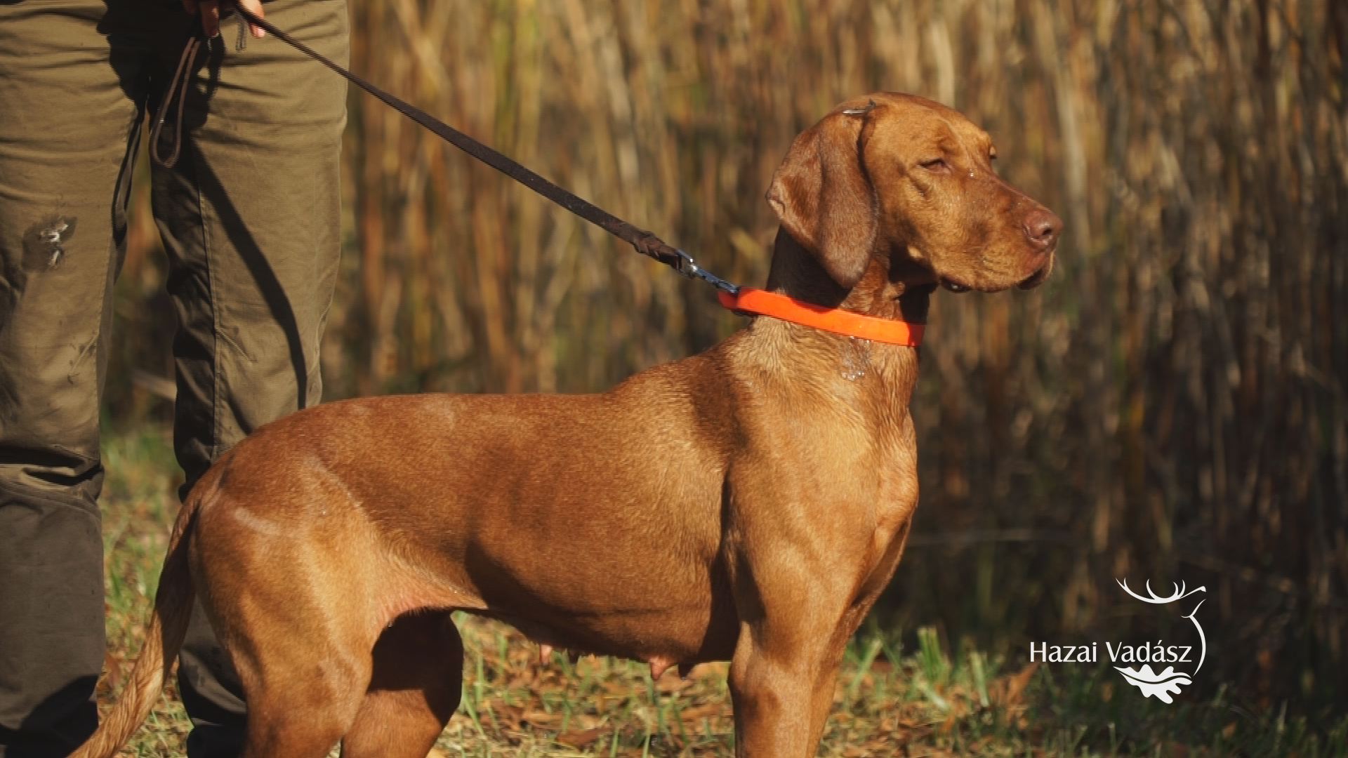 Ajánló – HAZAI VADÁSZ – 238.adás – 2018.11.03. – szombat 12:30 óra ...