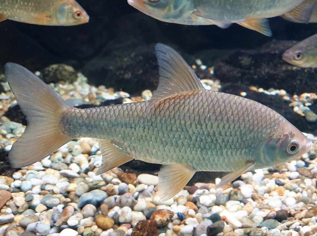 A 2022-es év hala a bodorka - Hazai Vadász Hazai Erdész