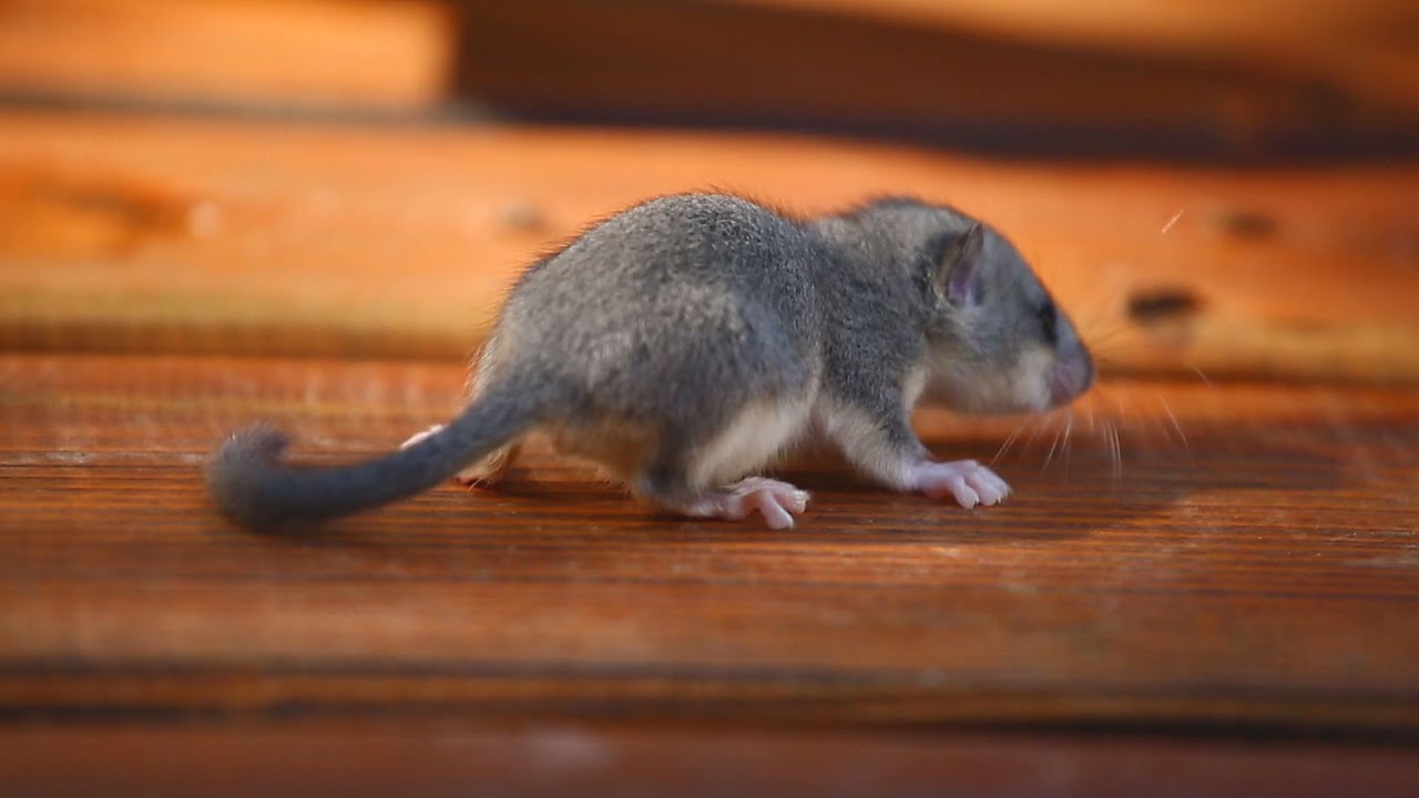 M5 TV – Vadasparki túra – Nagy pele – 2023/43. adás – 2023.10.29 ...