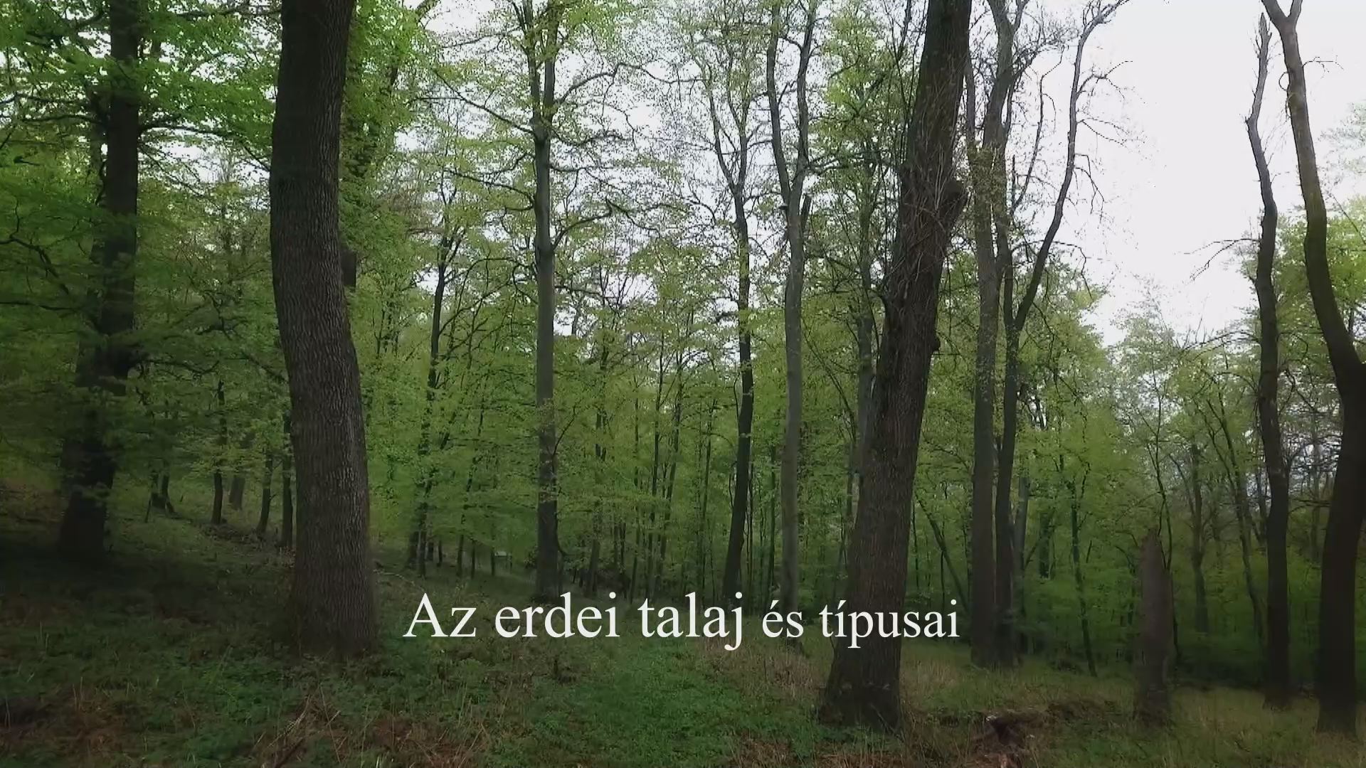 M5 TV – Nemzeti Kincsünk az Erdő – Az erdei talaj és típusai – 2025/21 ...